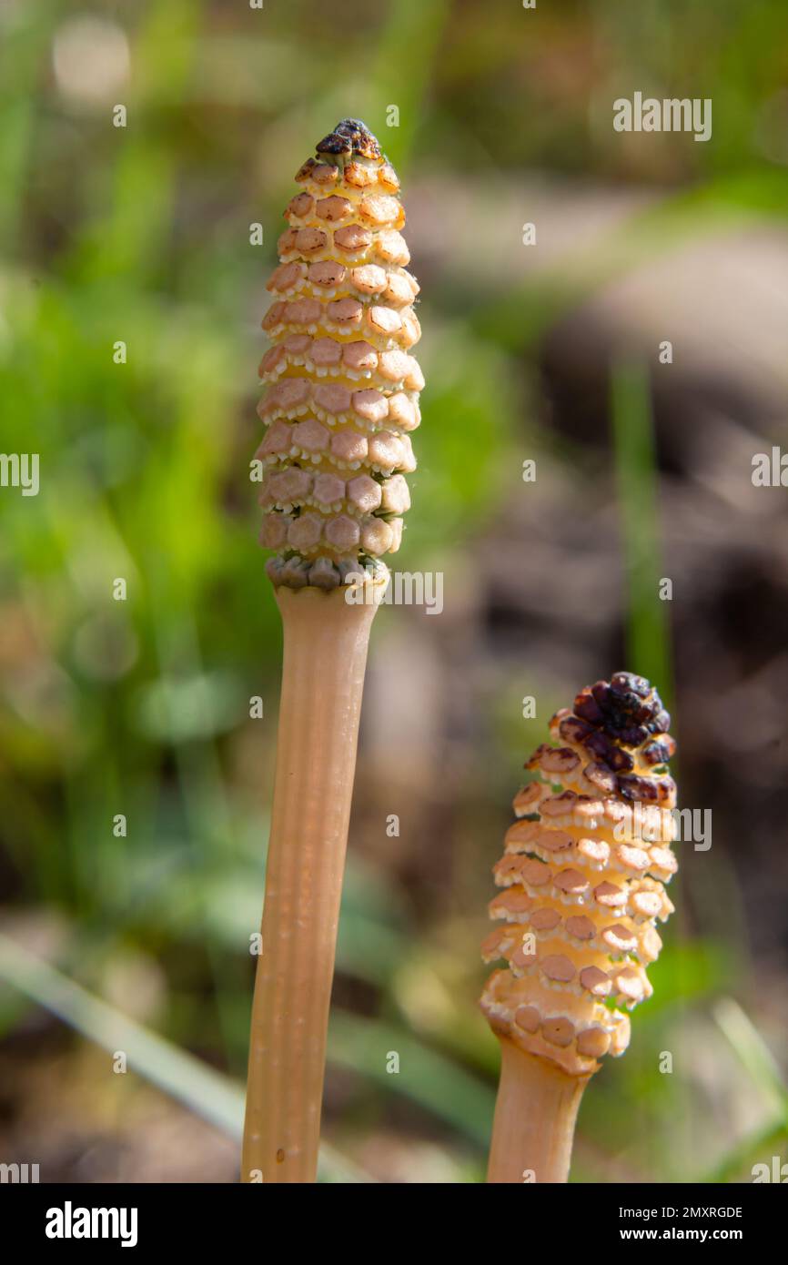 Equisetum arvense, the field horsetail or common horsetail, is an ...
