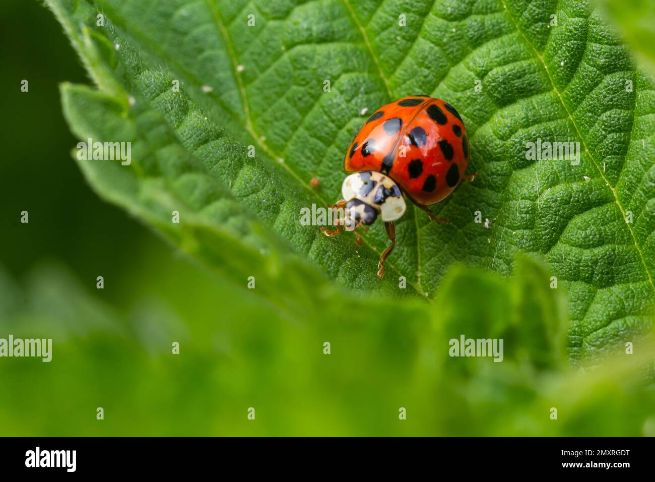 Ladybug with seven spots, Coccinella septempunctata, Coleoptera ...
