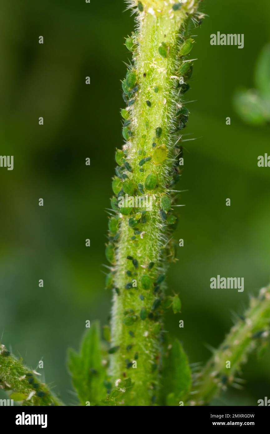 Aphids curled foliage, close up Leaf curled on cherry tree, Prunus sp ...