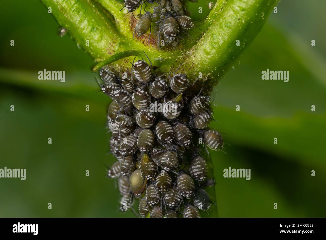 Branch of fruit tree with wrinkled leaves affected by black aphid ...