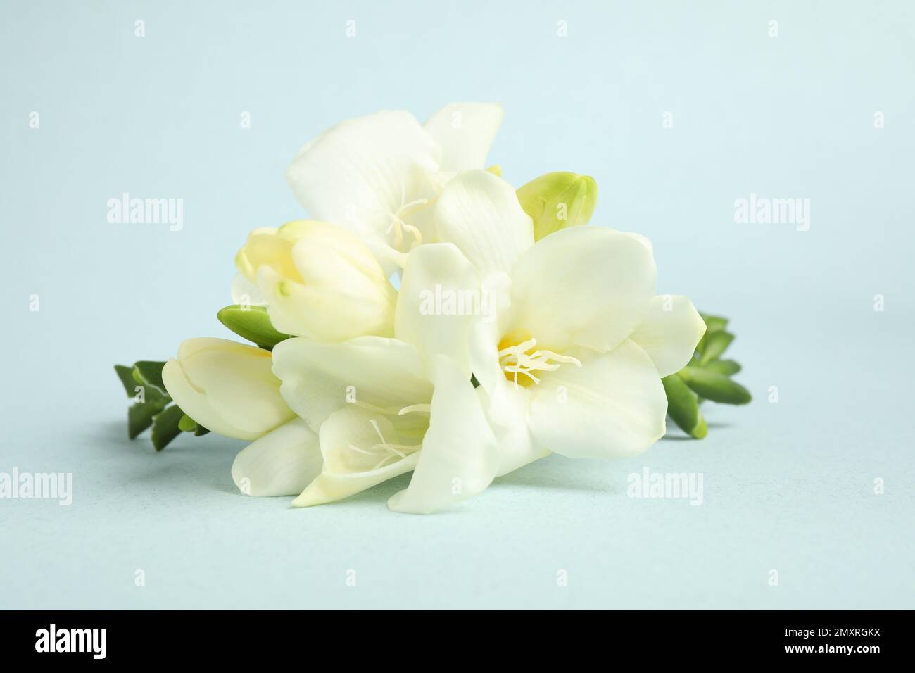 Beautiful freesia flowers on light blue background Stock Photo - Alamy