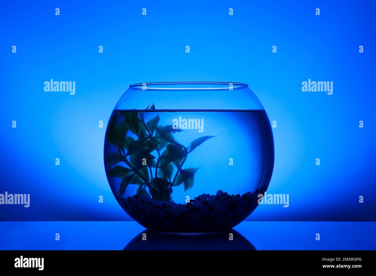 Round fish bowl with water, decorative plant and pebbles on blue ...