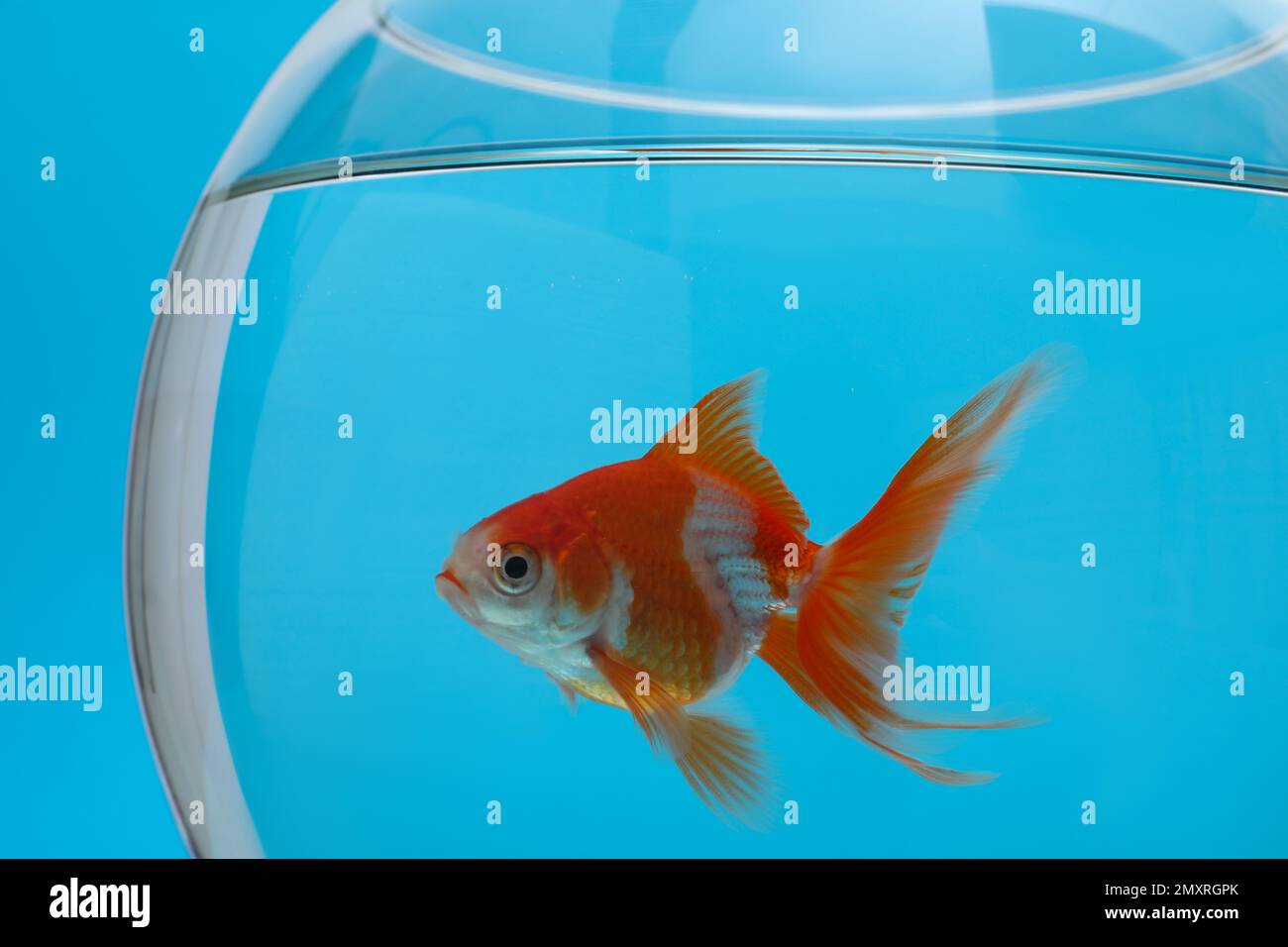 Beautiful goldfish in aquarium hi-res stock photography and images - Alamy