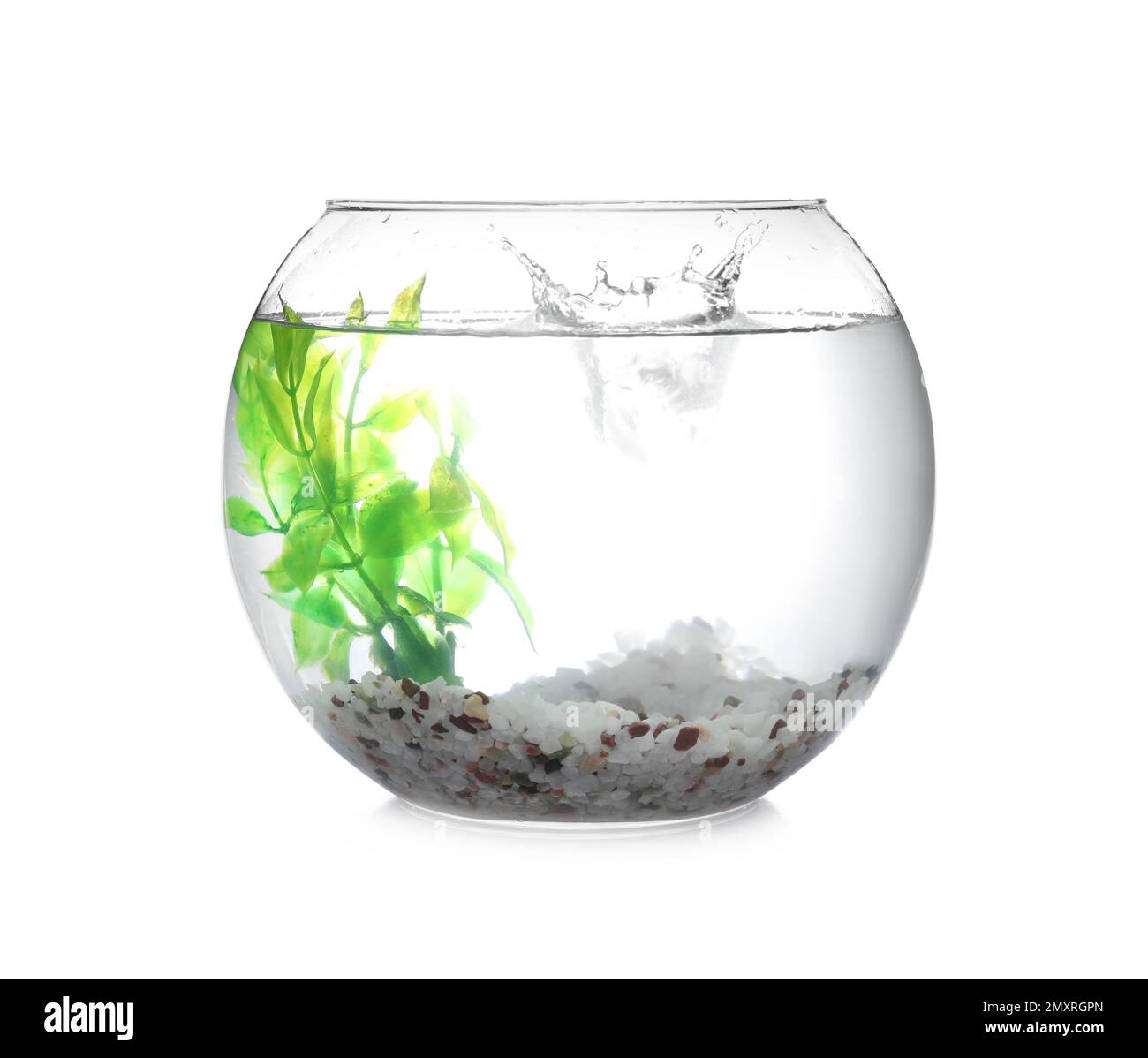 Splash of water in round fish bowl with decorative plant and pebbles on ...