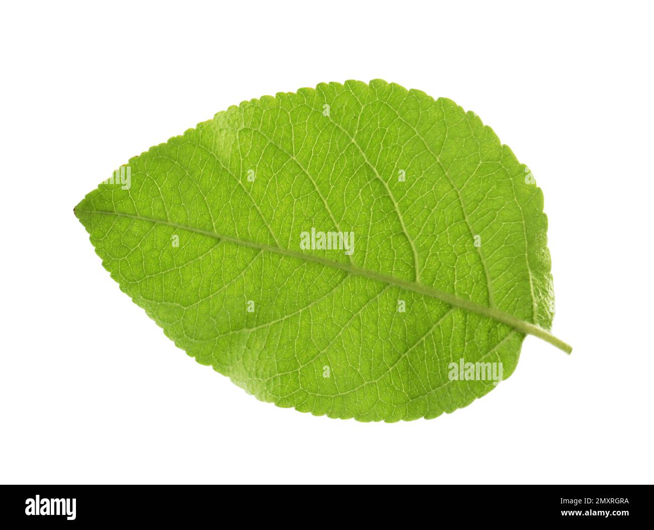 Green leaf of apple tree isolated on white Stock Photo - Alamy