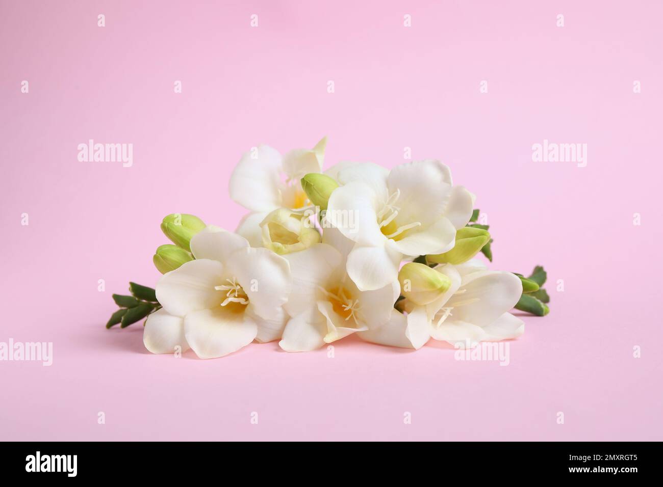 Beautiful freesia flowers on light pink background Stock Photo - Alamy