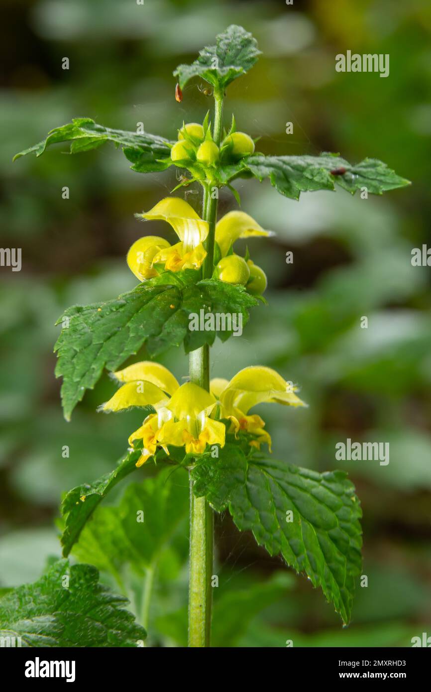 Lamiastrum galeobdolon other name Galeobdolon luteum, perennial yellow ...