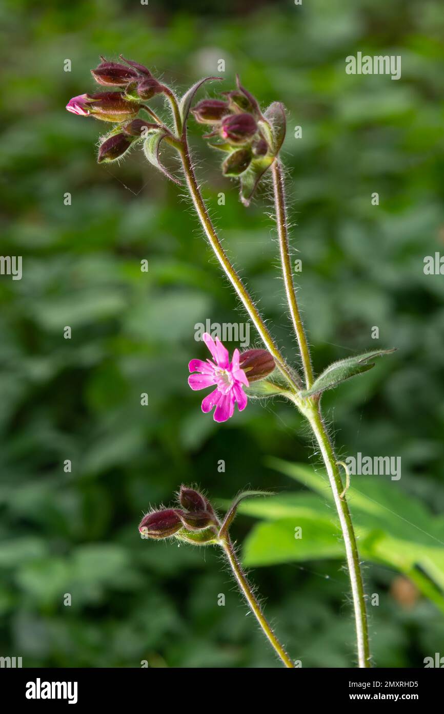 Red Campion, Silene dioica, growing wild on the banks of the River ...