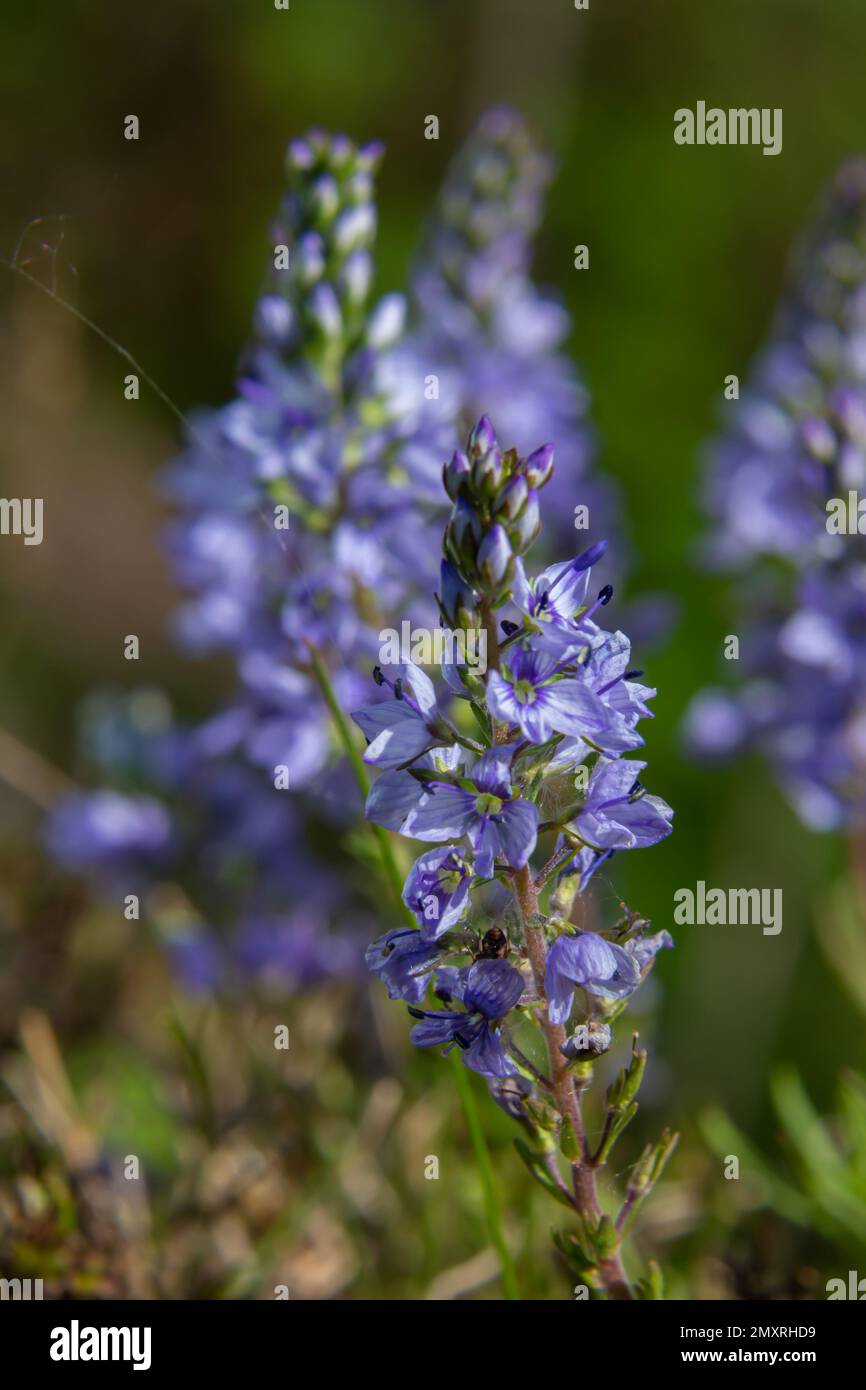 In the spring, Veronica prostrata blooms in the wild among grasses ...