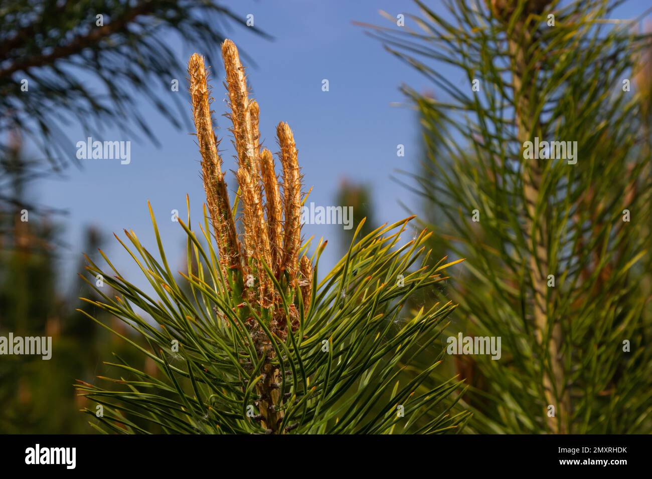 There are long buds on a pine branch. Buds appear on the pine tree in ...