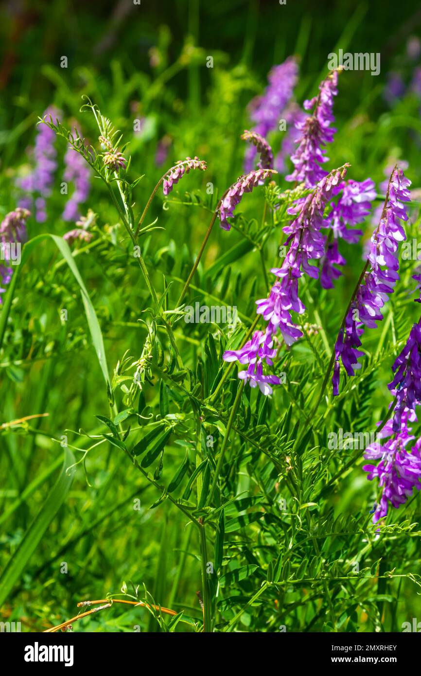 Fragile purple flowers background. Woolly or Fodder Vetch, Vicia villos ...