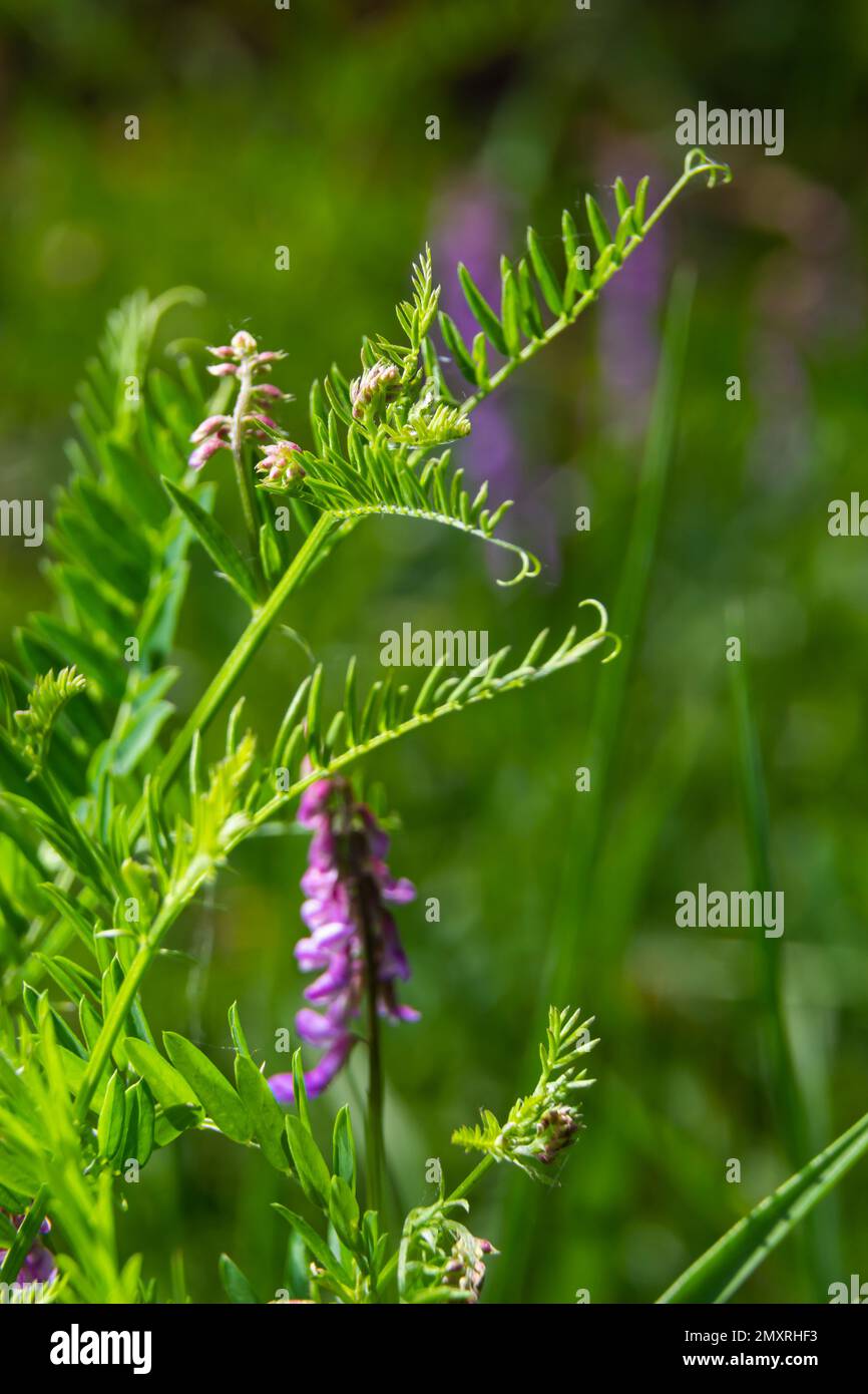 Fragile purple flowers background. Woolly or Fodder Vetch, Vicia villos ...