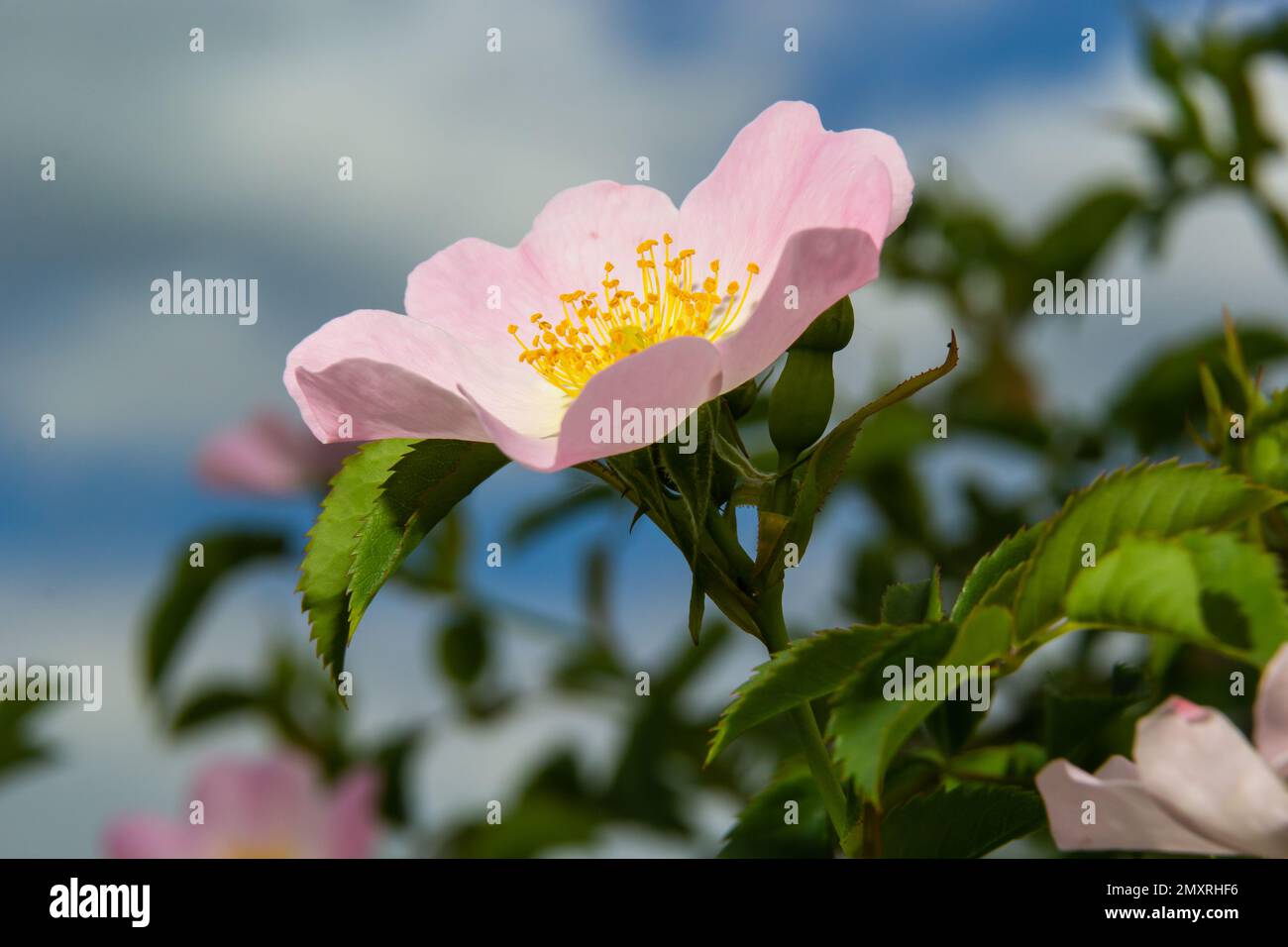 Dog rose Rosa canina light pink flowers in bloom on branches, beautiful ...