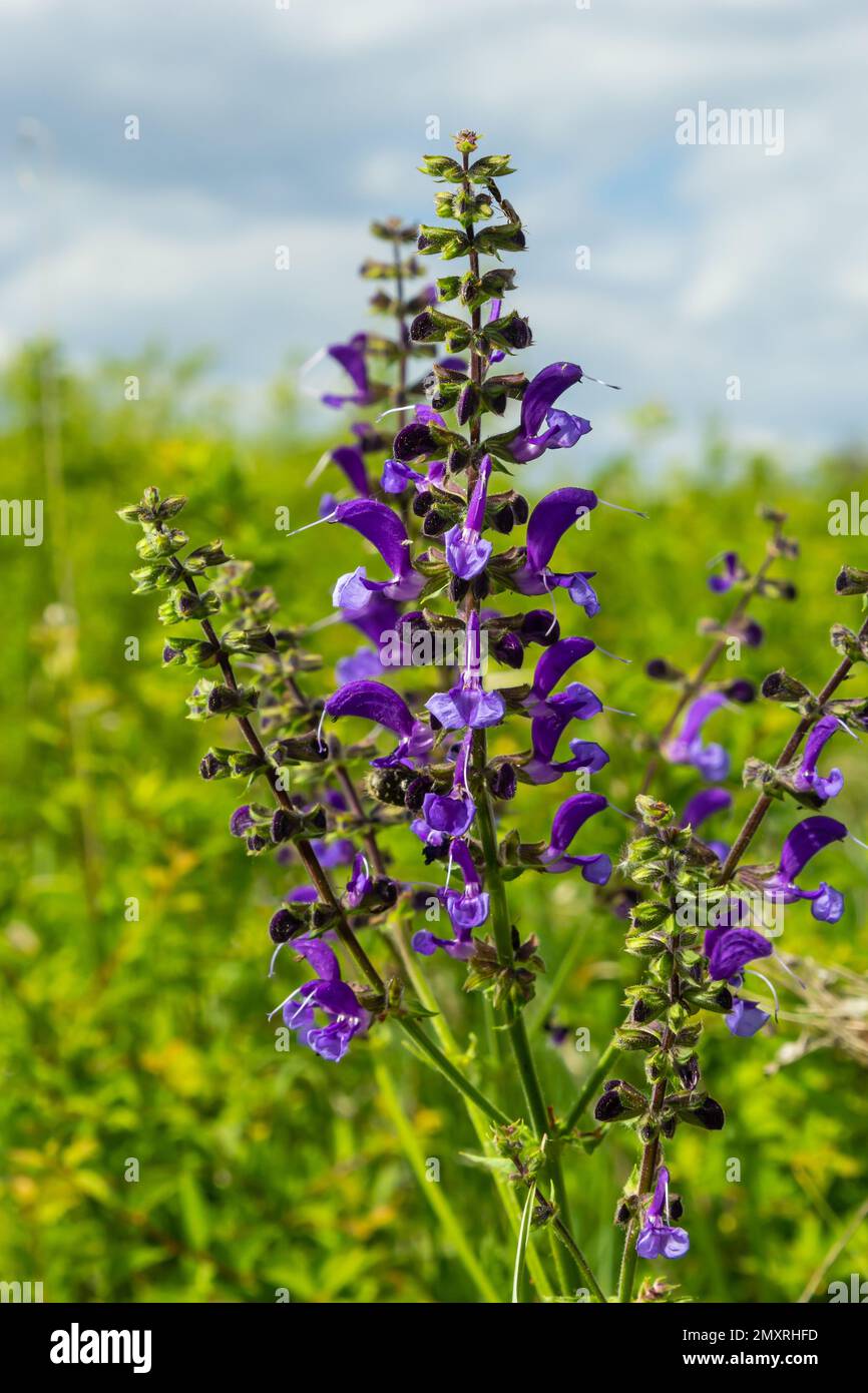 Salvia pratensis, the meadow clary or meadow sage, is a species of ...