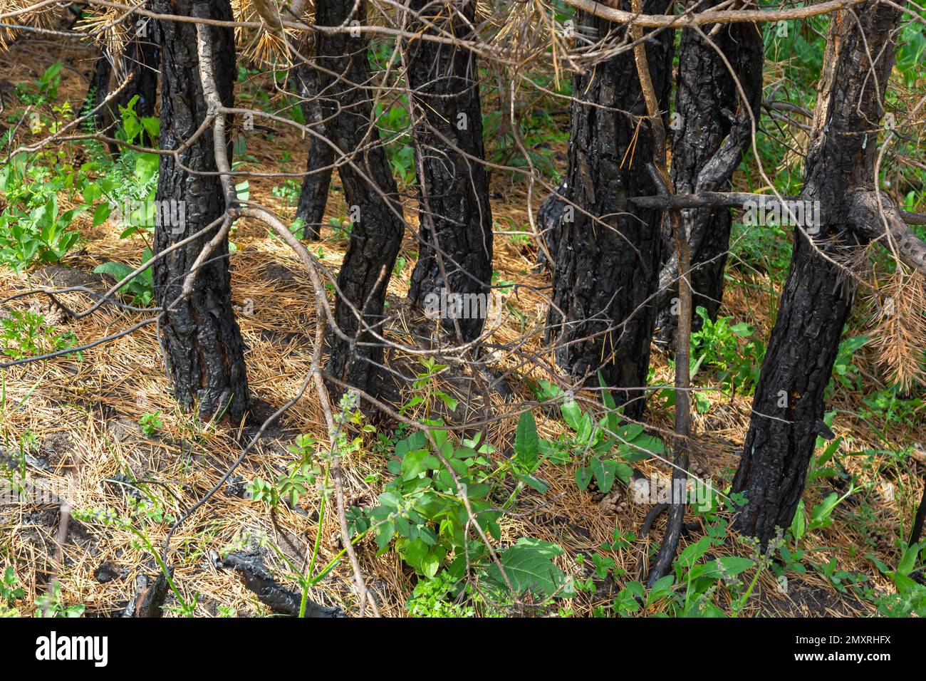 Dry young pine trees after a grass fire. Burnt tree trunks, dried ...