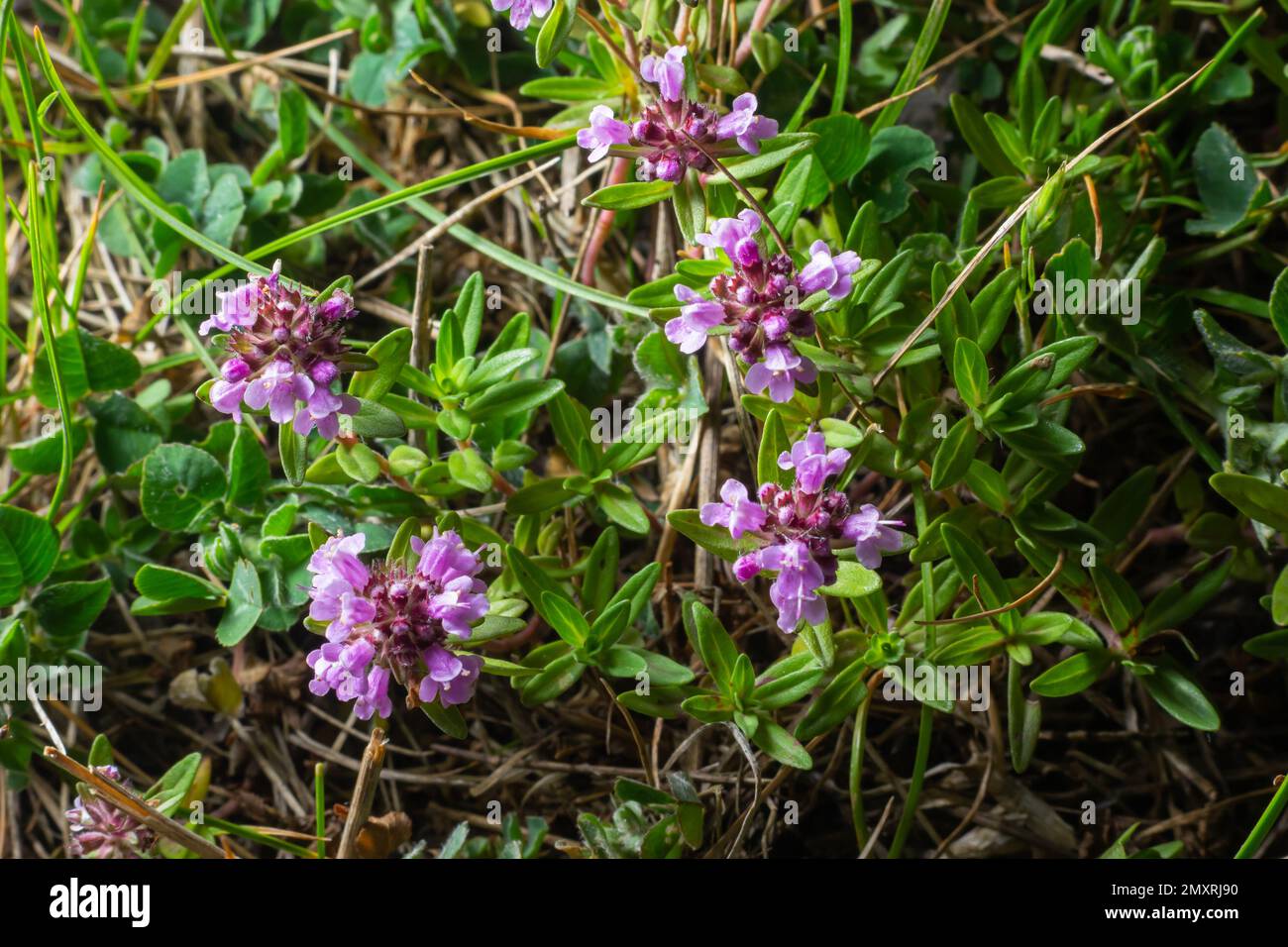 Blossoming fragrant Thymus serpyllum, Breckland wild thyme, creeping ...