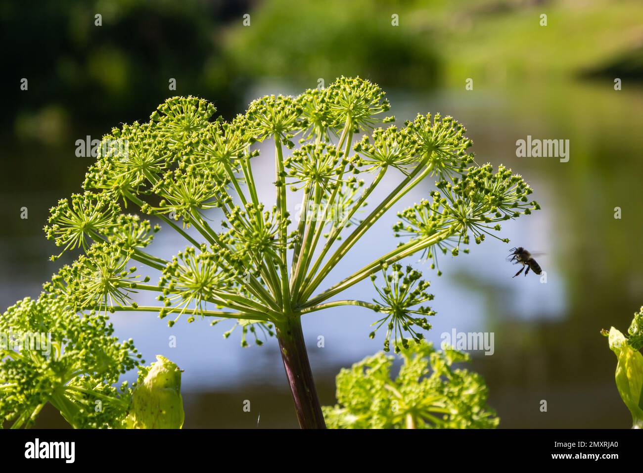 Angelica blossom hi-res stock photography and images - Alamy