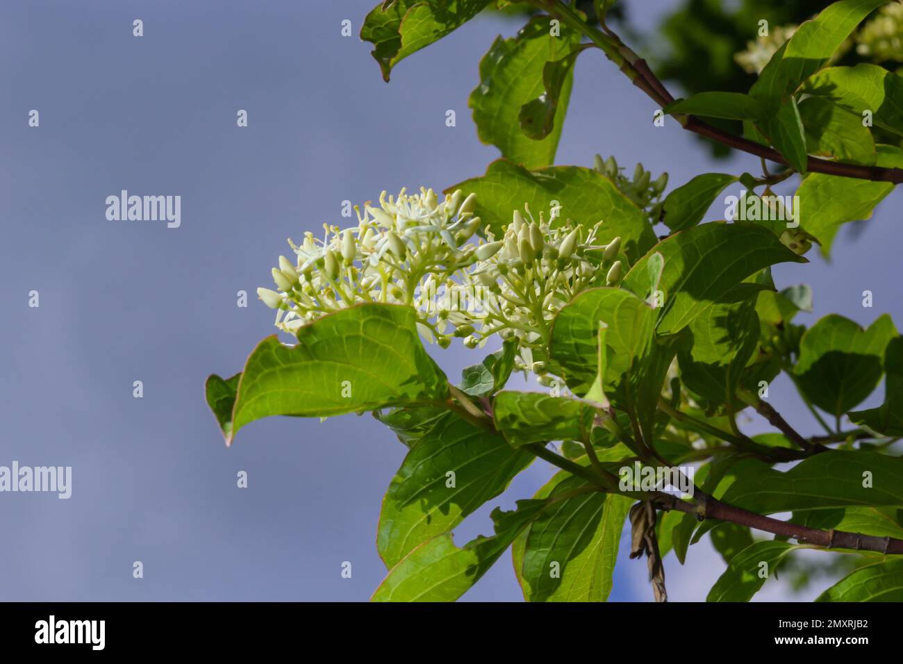 Cornus sanguinea - red dogwood plant in flower and full leaf. Cornus ...