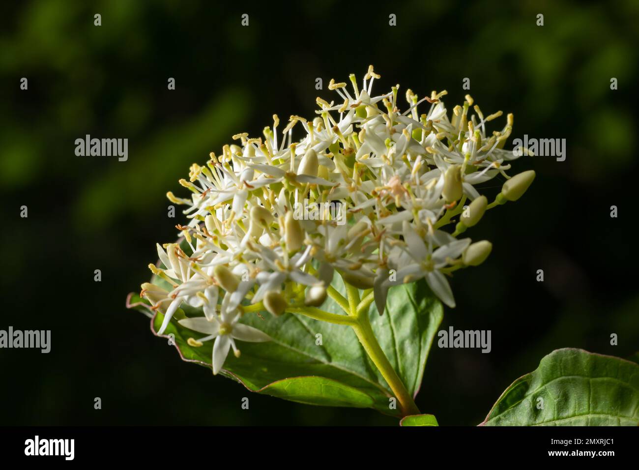 Cornus sanguinea - red dogwood plant in flower and full leaf. Cornus ...