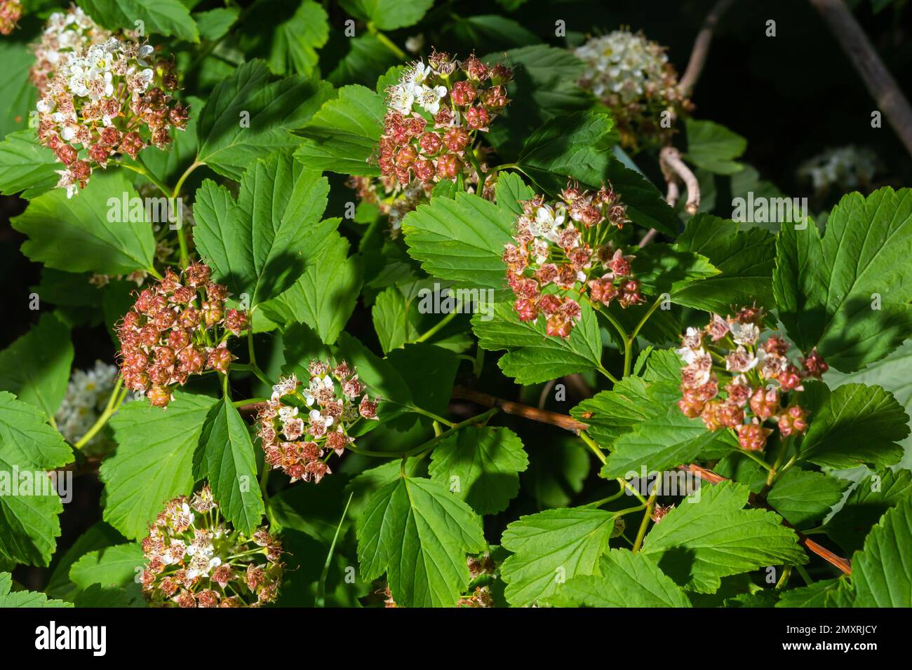 Flowering ninebark shrub close up. Physokarpus capitatus, commonly ...