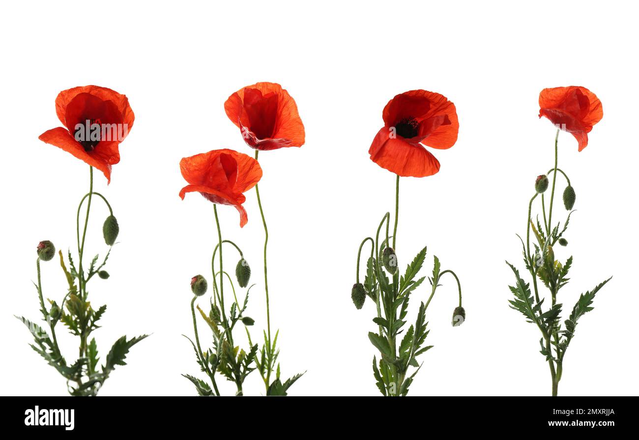 Group wild poppy flowers Cut Out Stock Images & Pictures - Alamy