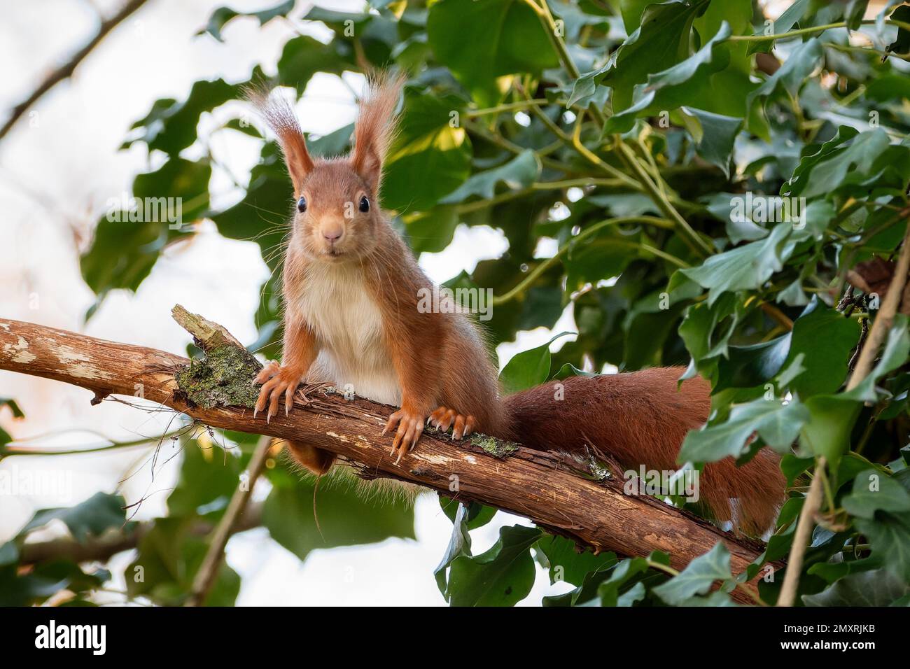 Native animals in nature hi-res stock photography and images - Alamy