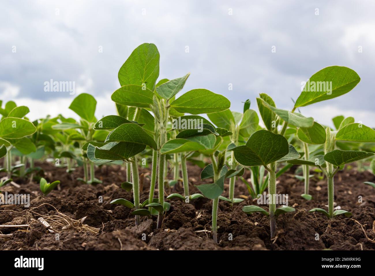 Fresh green soy plants on the field in spring. Rows of young soybean ...