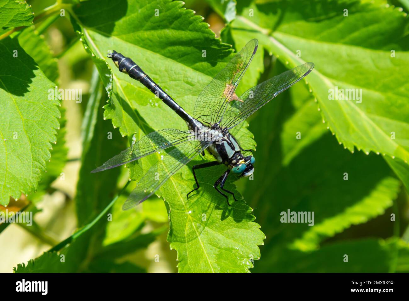 Beautiful horned granny sitting on a leaf near her pond for breeding ...
