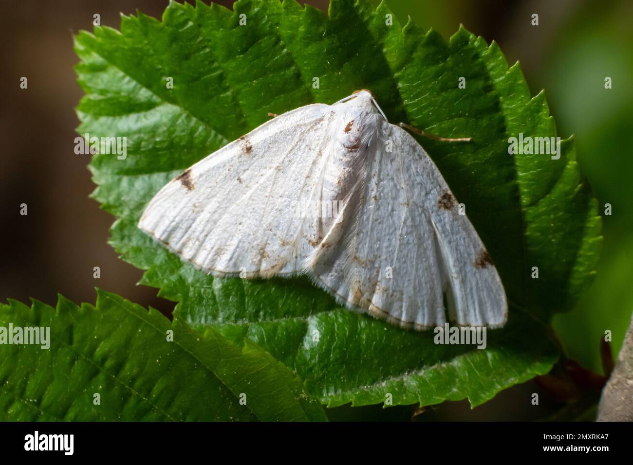 Lomographa temerata, the clouded silver, is a moth of the family ...