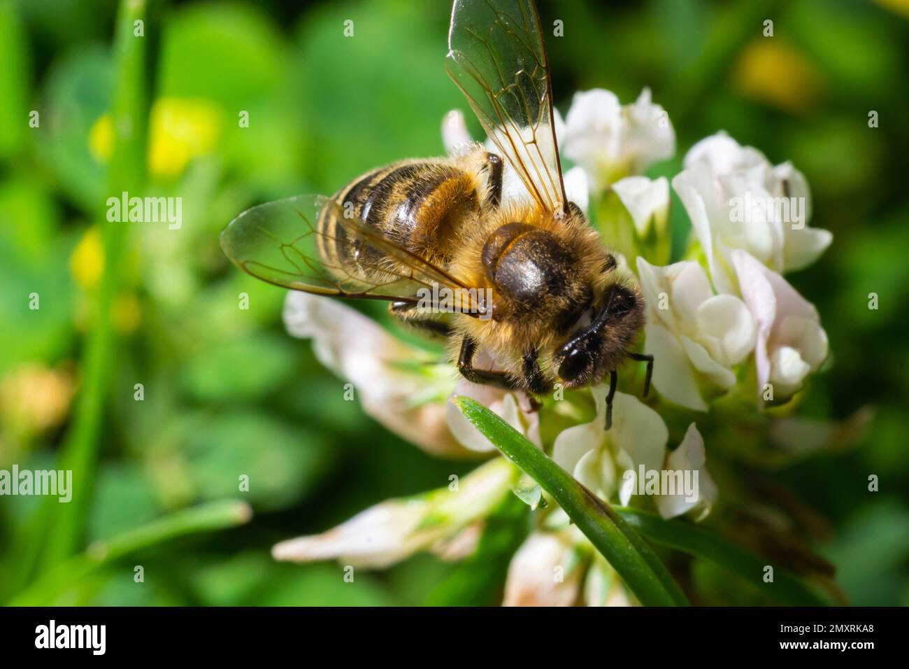 bee or honeybee on white clover flower, honey bee is in latin apis ...