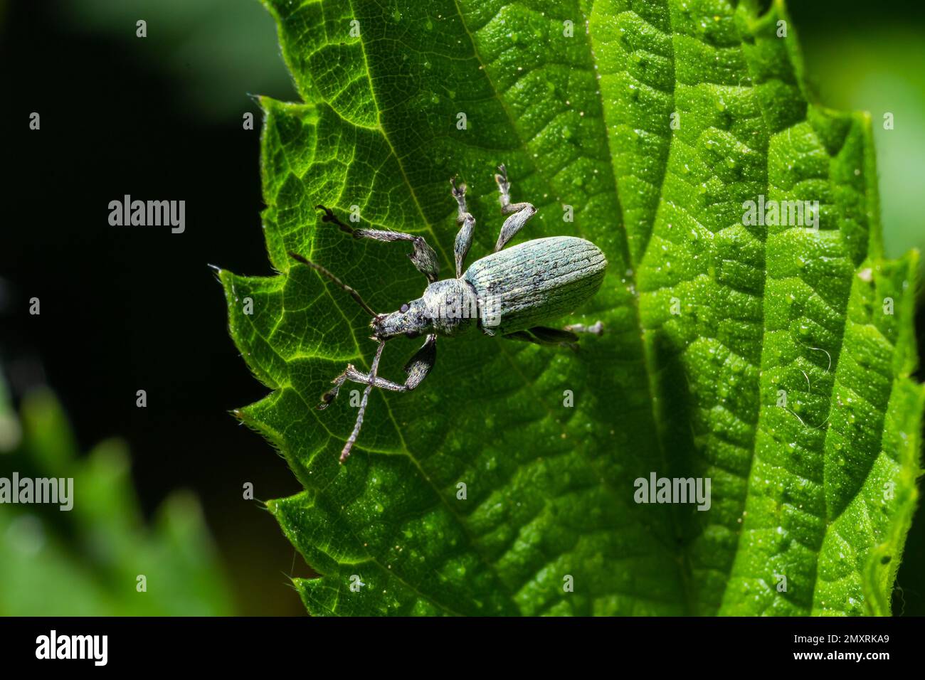 Phyllobius argentatus is a species of short nosed weevil commonly known ...