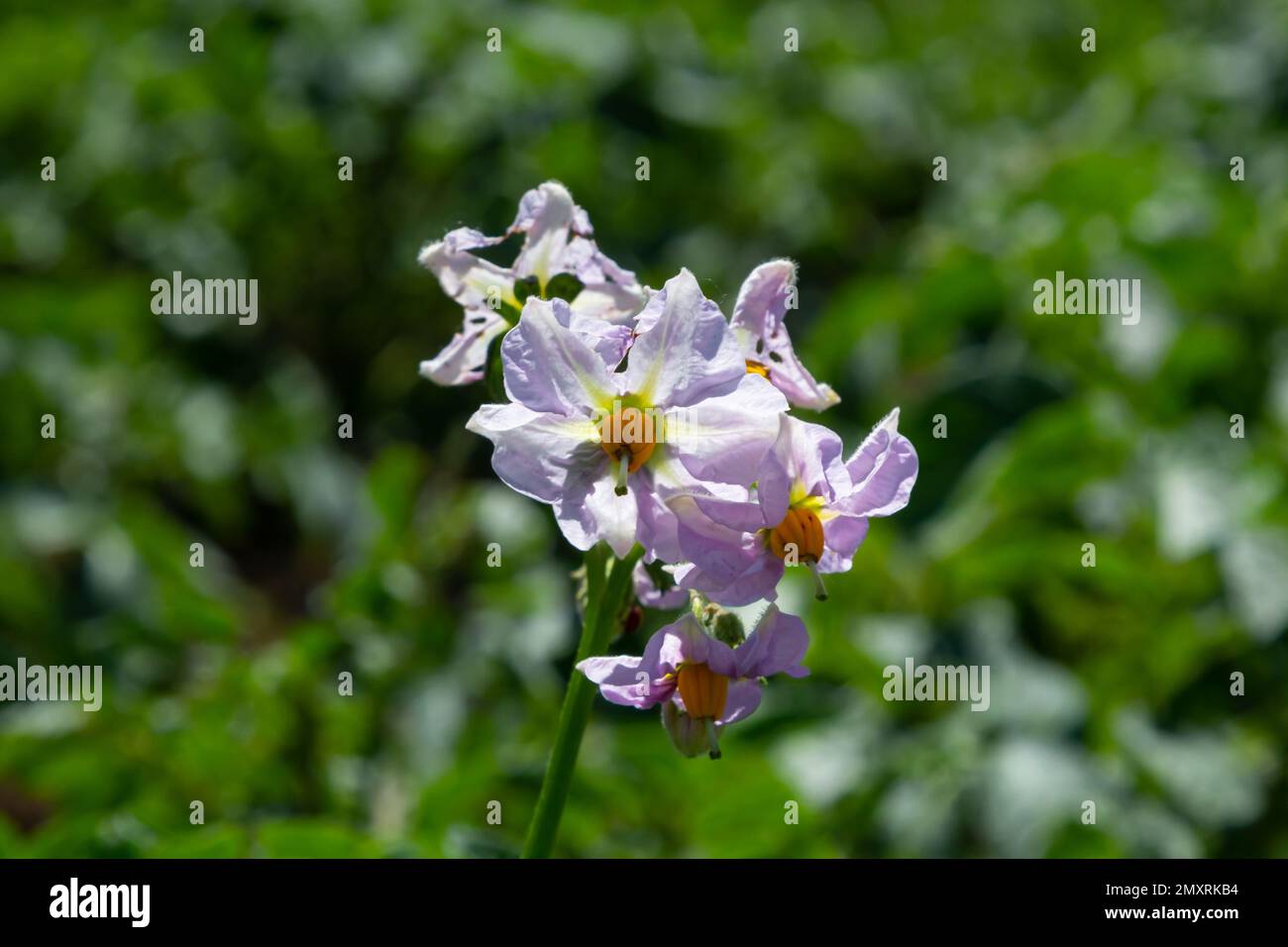 Young flowering potato bushes on a green field, farm, organic farming ...