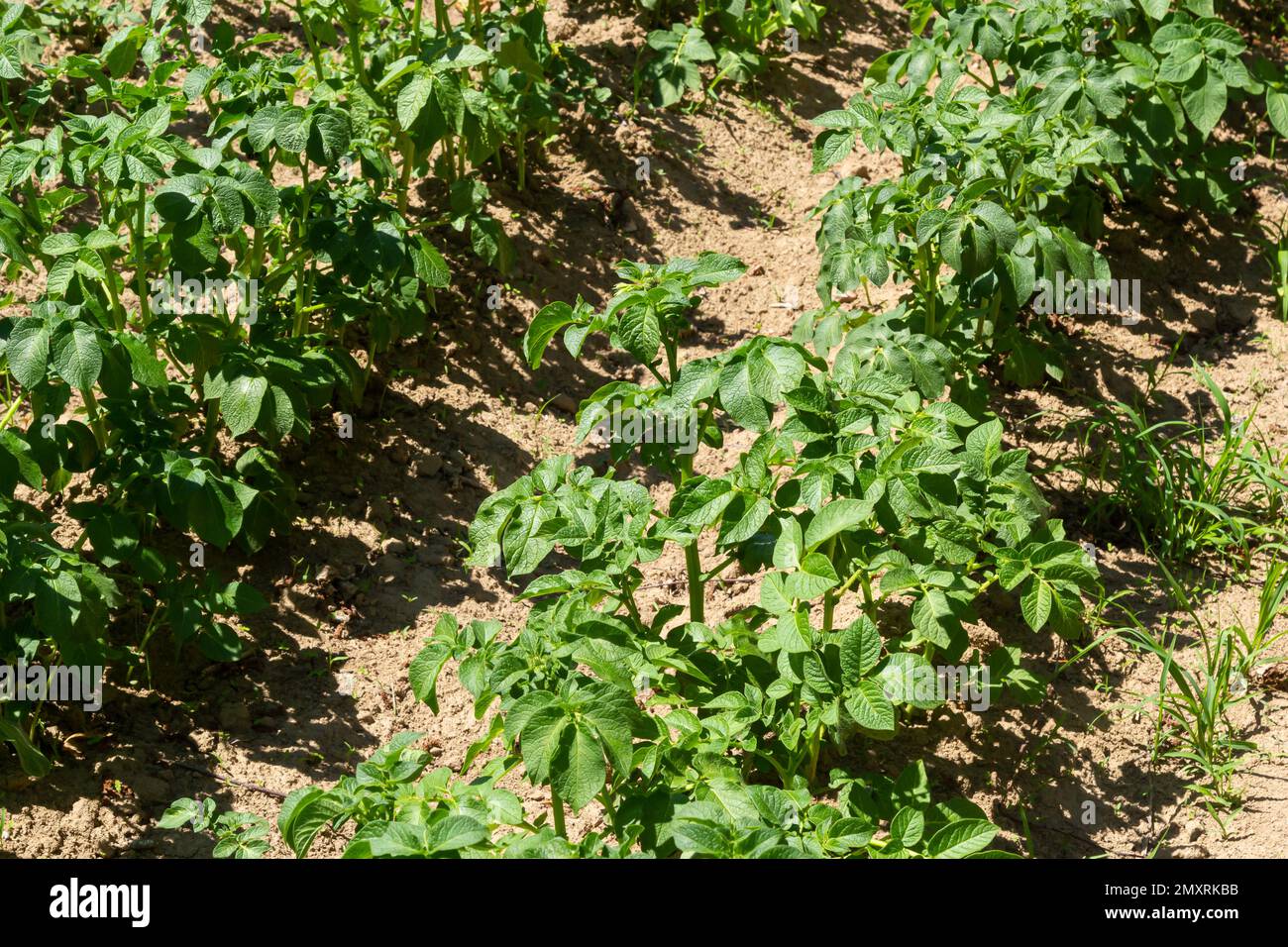 Potato, Solanum tuberosum, plantation. Crop planted at agriculture ...