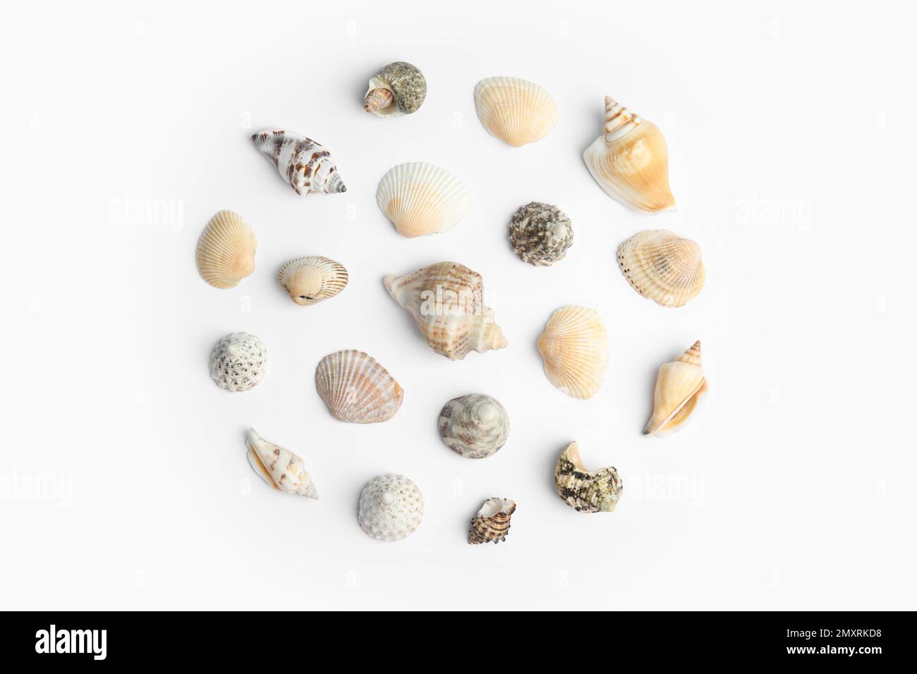 Different size shells Cut Out Stock Images & Pictures - Alamy