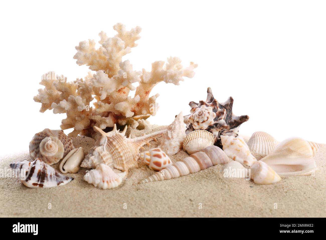 Beautiful exotic sea shells, coral and sand on white background Stock ...