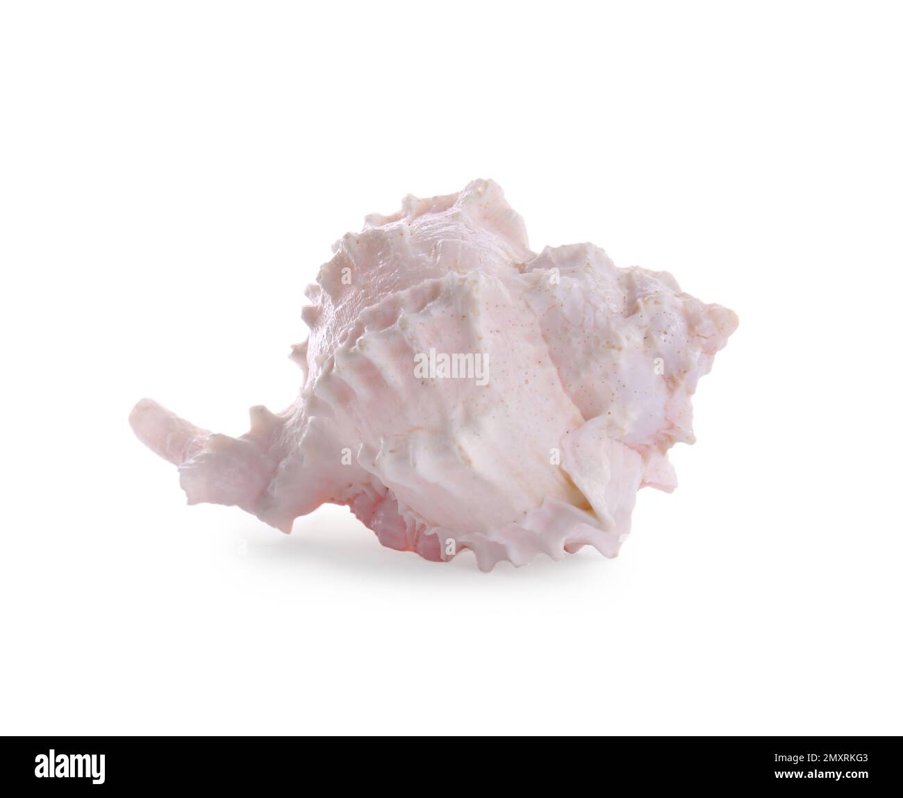 Beautiful pink sea shell isolated on white Stock Photo - Alamy