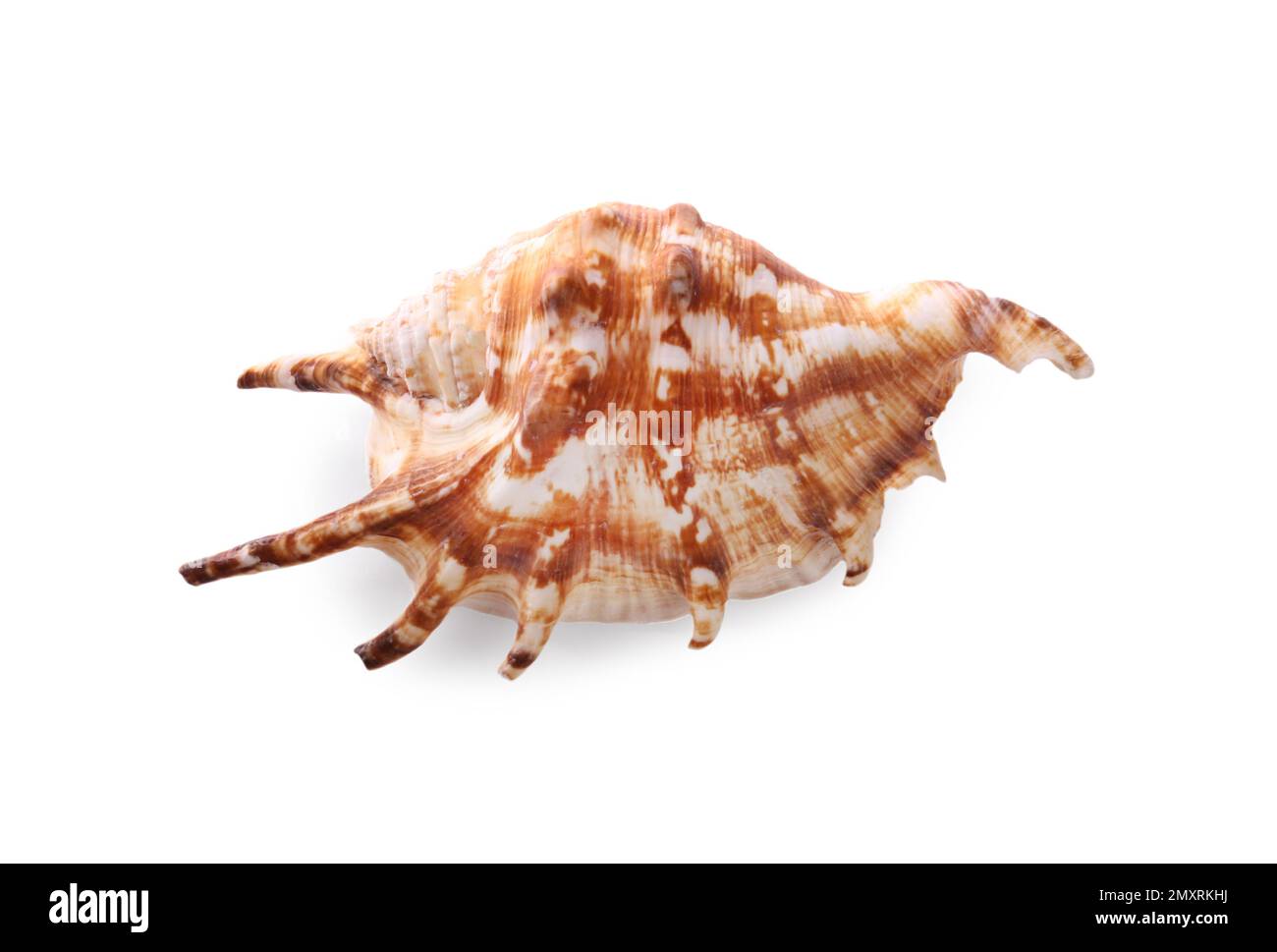 Beautiful exotic sea shell isolated on white Stock Photo - Alamy