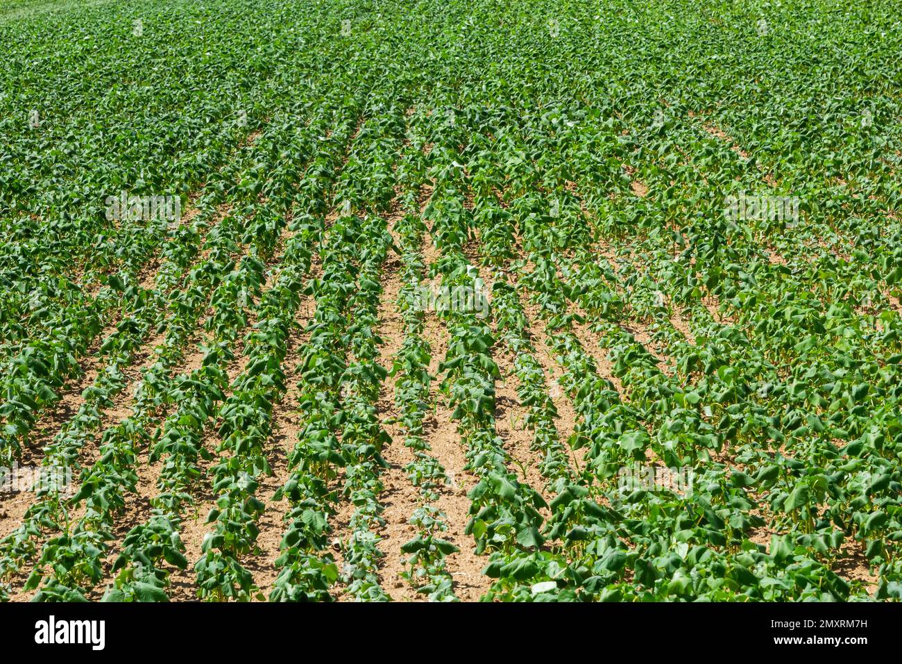 Field of sprout buckwheat on background of sky. Buckwheat, Fagopyrum ...