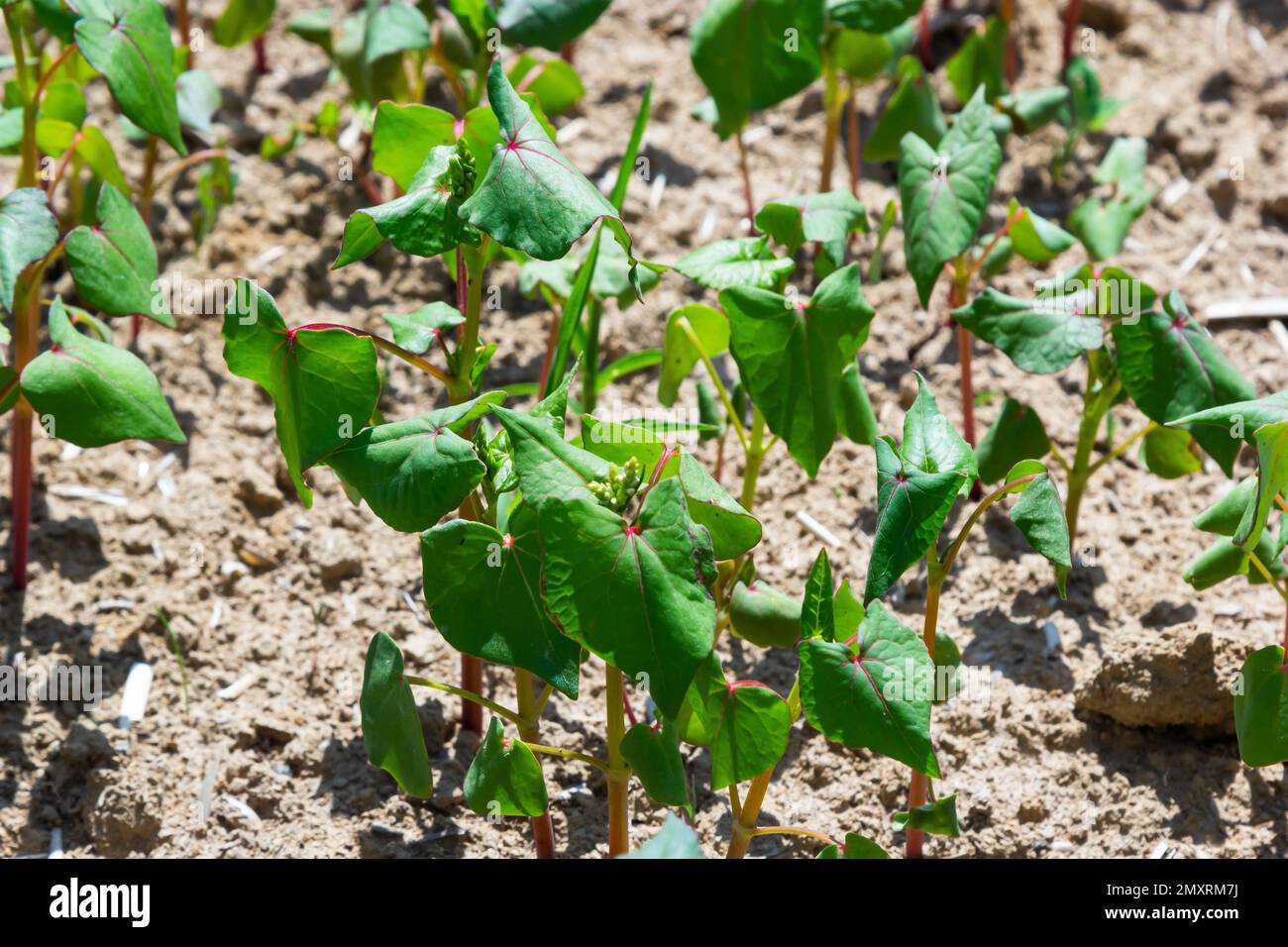 Field of sprout buckwheat on background of sky. Buckwheat, Fagopyrum ...