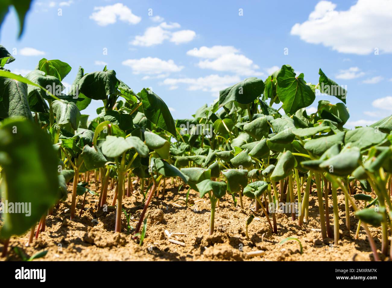 Field of sprout buckwheat on background of sky. Buckwheat, Fagopyrum ...