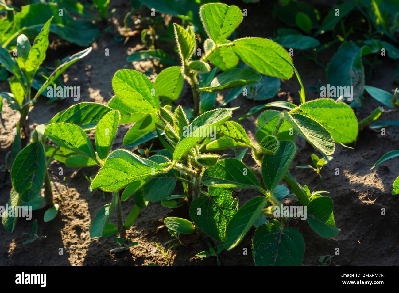 Soybean plant leaf close-up in a field of young plants. Young crops of ...