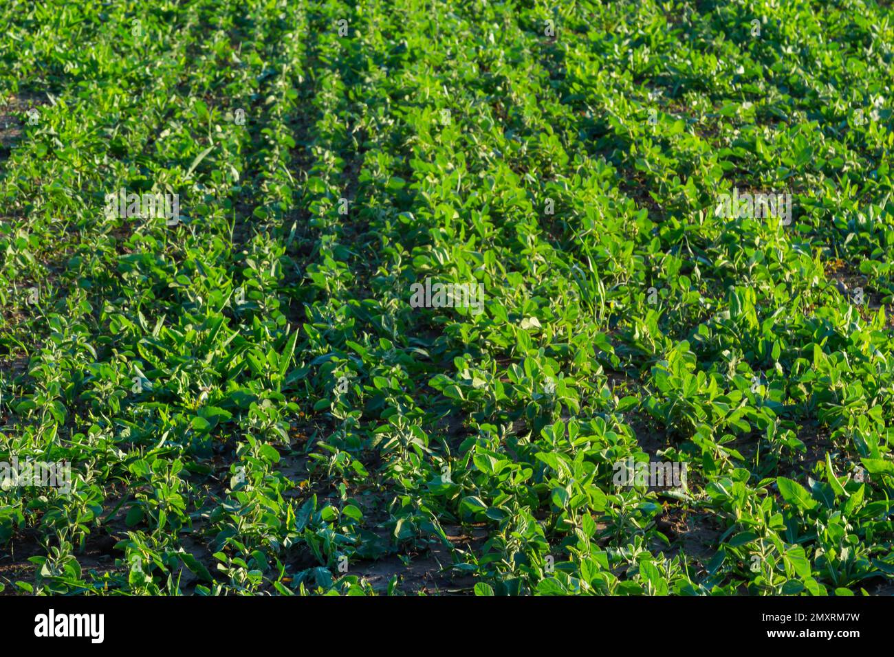 Agricultural soy plantation on sunny day - Green growing soybeans plant ...