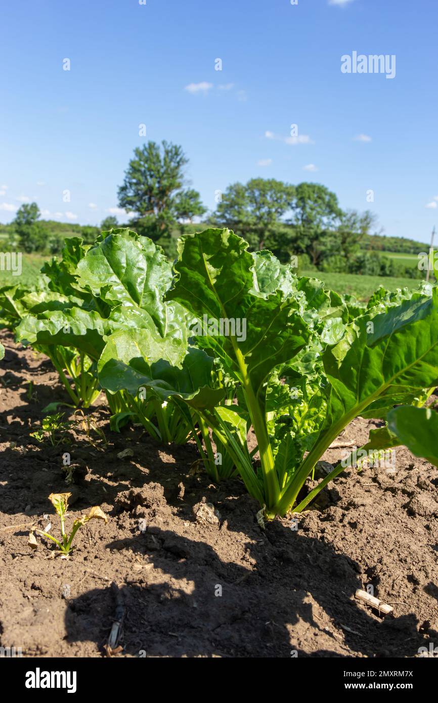 Agricultural scenery of of sweet sugar beet field. Sugar beets are ...