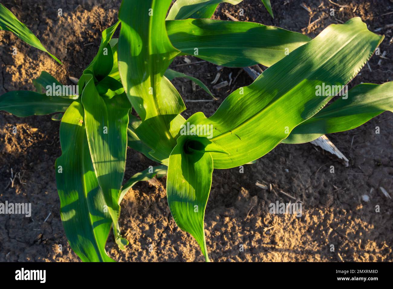 close up of a healthy young cornstalk in a cornfield with soil dry and ...