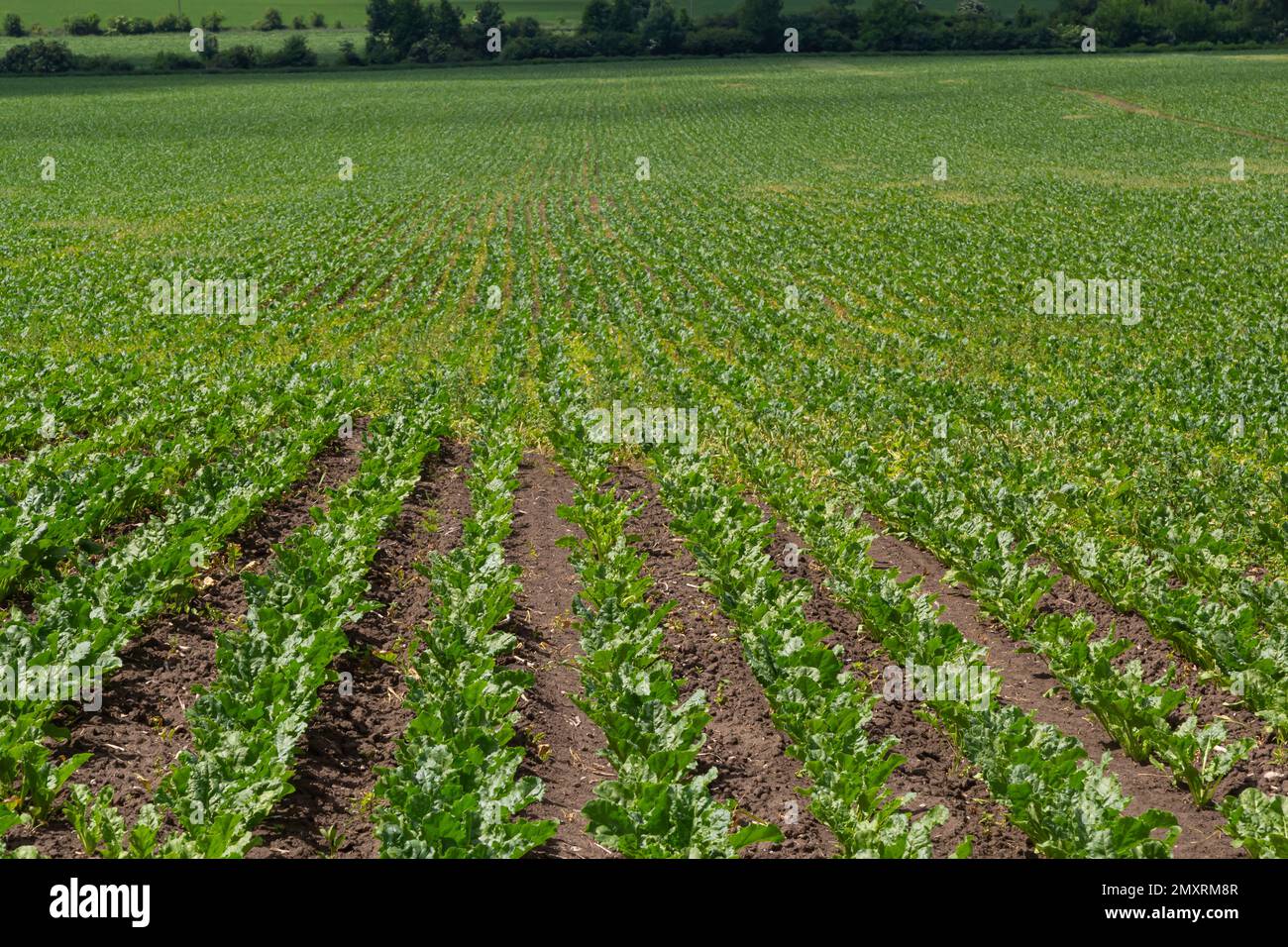 Agricultural scenery of of sweet sugar beet field. Sugar beets are ...