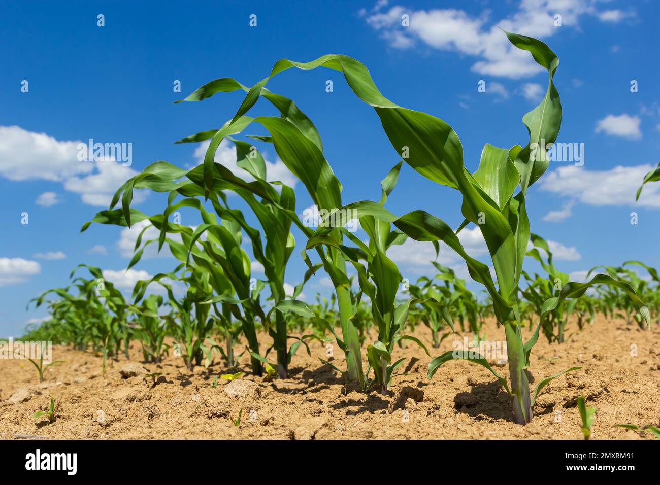 Rows of corn sprouts beginning to grow. Young corn seedlings growing in ...