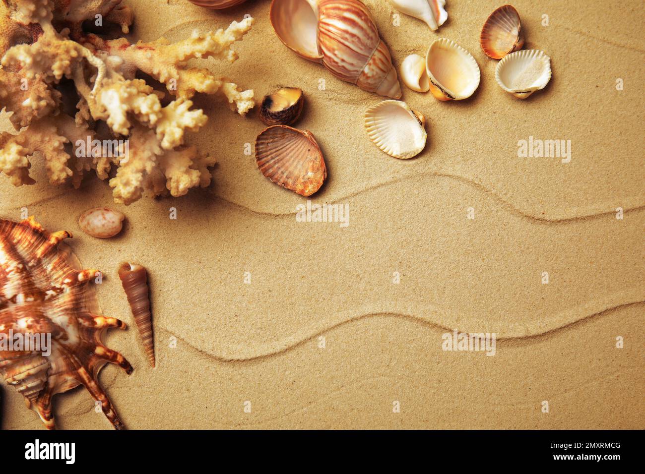 Different beautiful sea shells on sand, flat lay. Space for text Stock ...