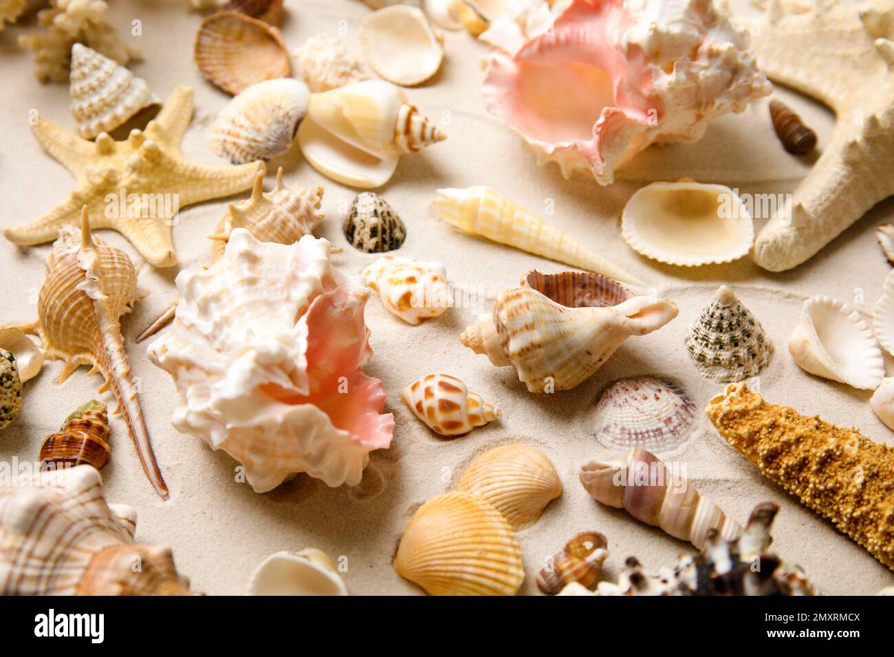 Different beautiful sea shells on sand, closeup Stock Photo - Alamy