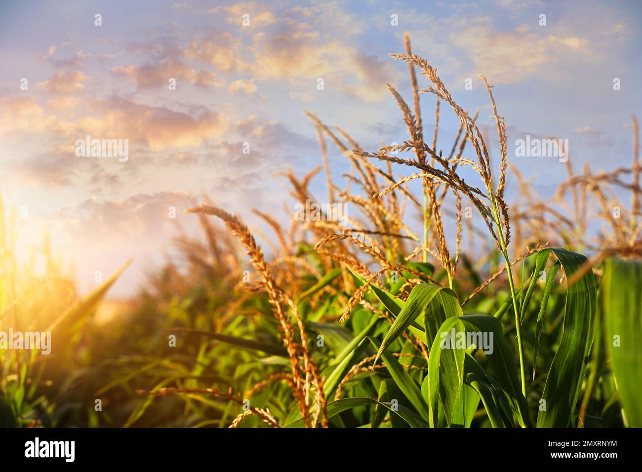 Sunlit corn field under hi-res stock photography and images - Alamy