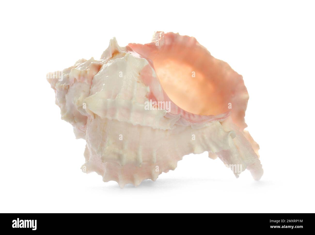 Beautiful exotic sea shell isolated on white Stock Photo - Alamy